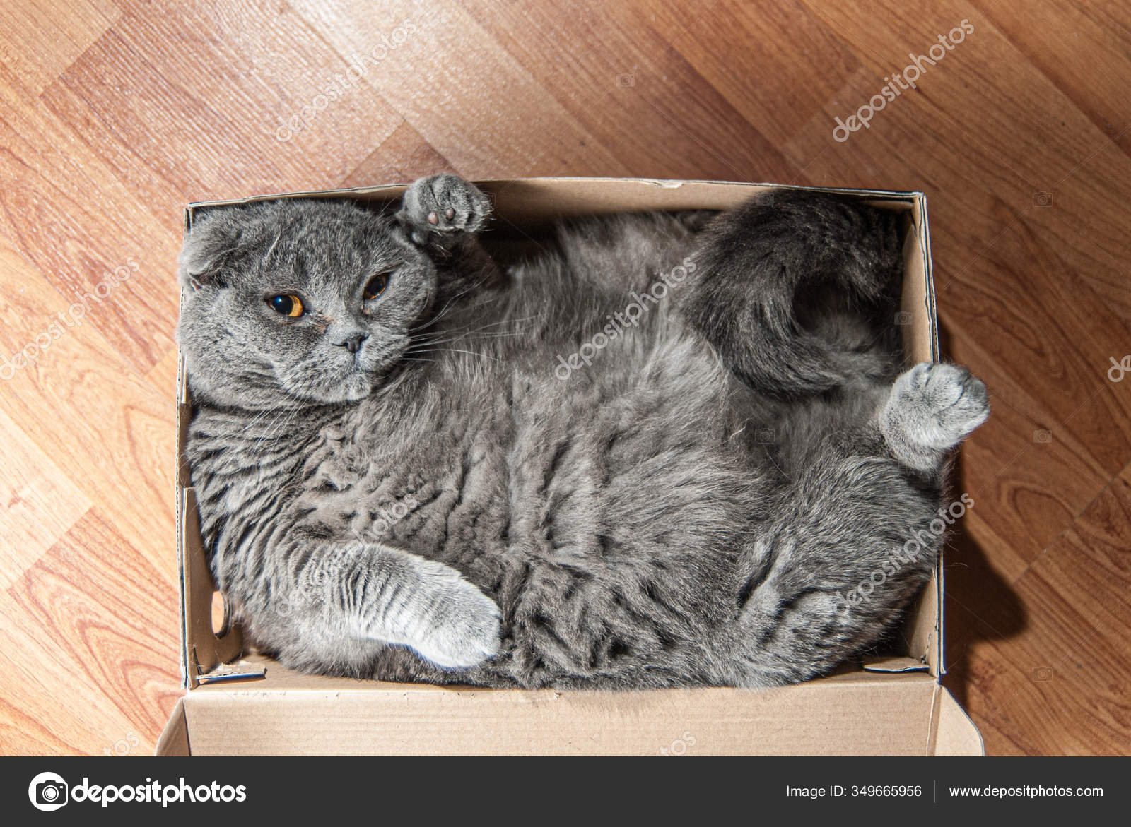 Scottish Fold Cat Sitting