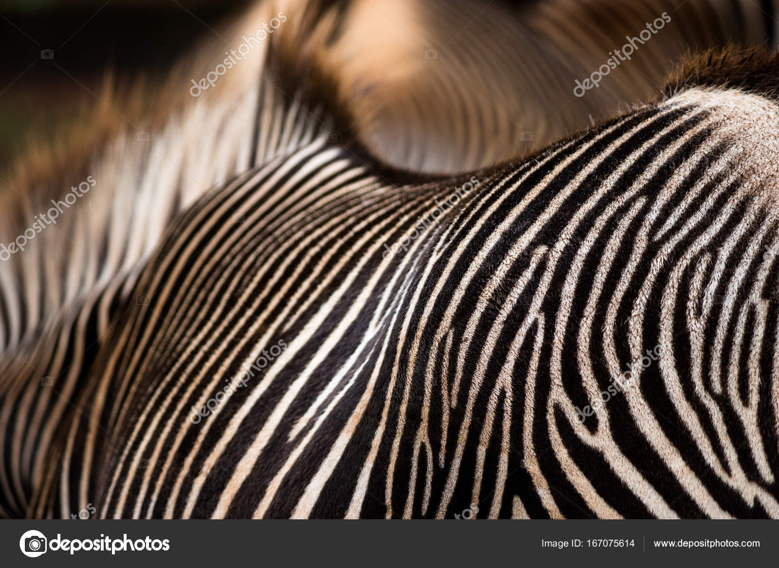 Grevy's Zebra stripes. Stock Photo by ©Naust 167075614