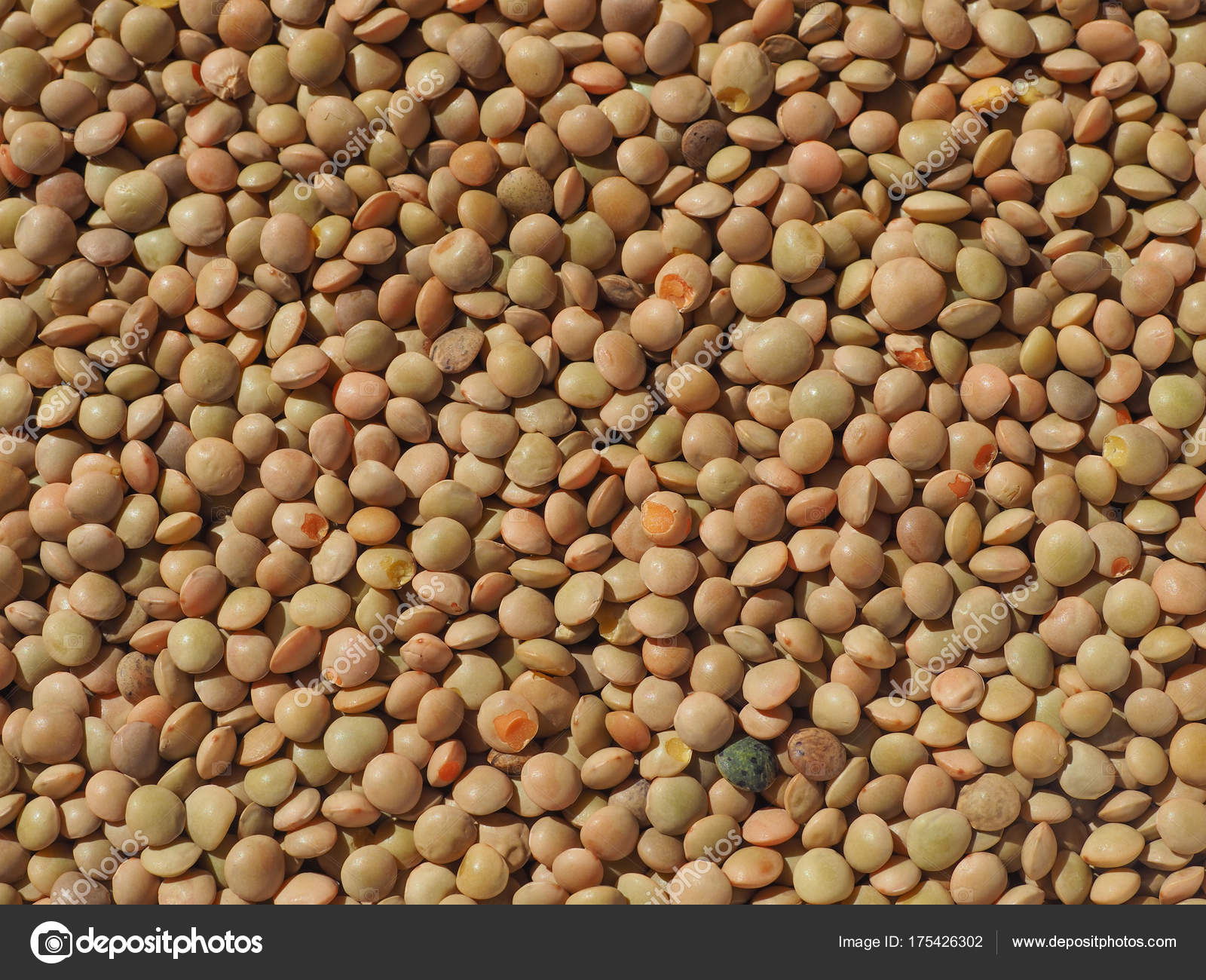 Lentils pulse grain legume (Lens Culinaris) legumes vegetables ...
