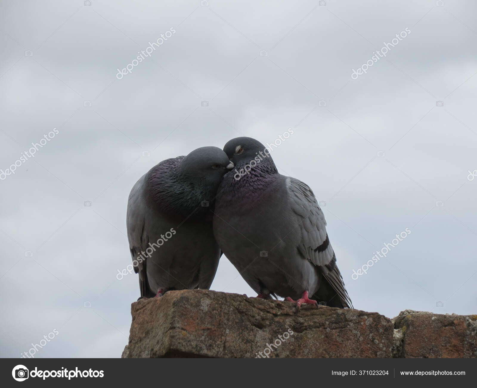 Couple Domestic Pigeon Animal Phylum Chordata Clade Ornithurae Class ...