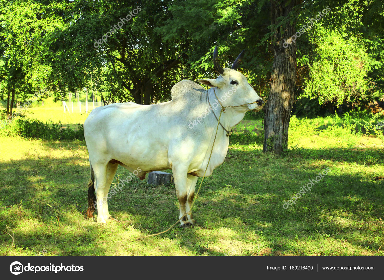 Burmese white gray ox at Bagan, Myanmar (Burma) — Stock Photo ...