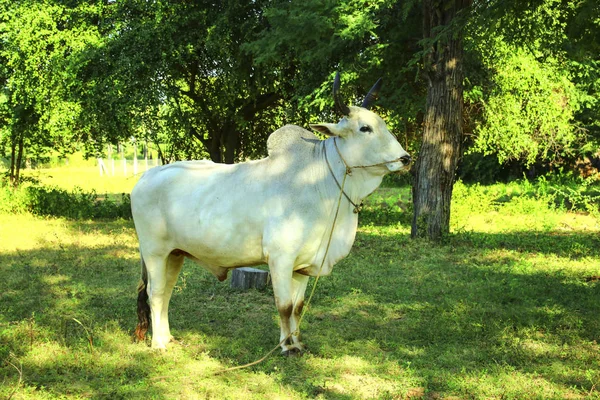 Brahmana Stock Photos, Royalty Free Brahmana Images | Depositphotos