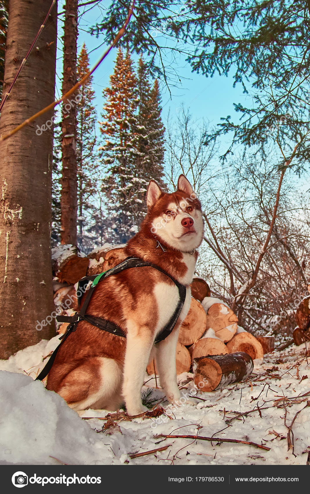 Red Siberian Huskies