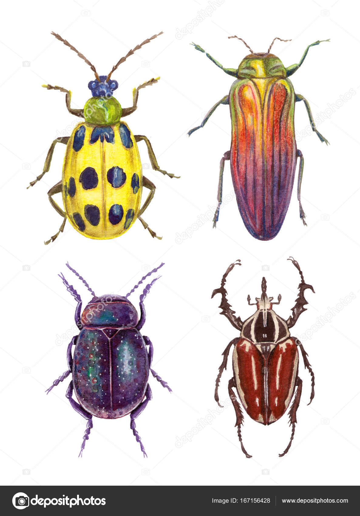 Watercolor illustration insects - bugs Stock Illustration by ...