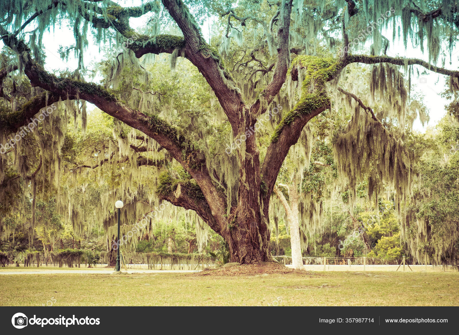 Curved Giant Live Oak Tree Spanish Moss Jekyll Island Georgia — Stock ...