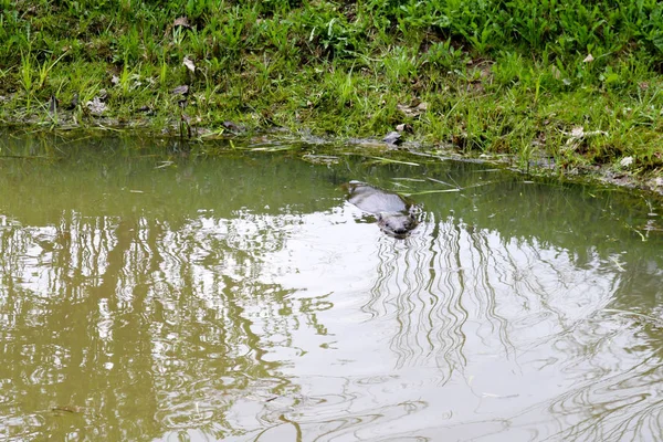 Brown Wet Wild Sharp Teeth Large Tail Aquatic Beaver Ordinary — Stock ...