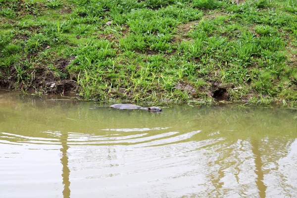 Brown Wet Wild Sharp Teeth Large Tail Aquatic Beaver Ordinary — Stock ...