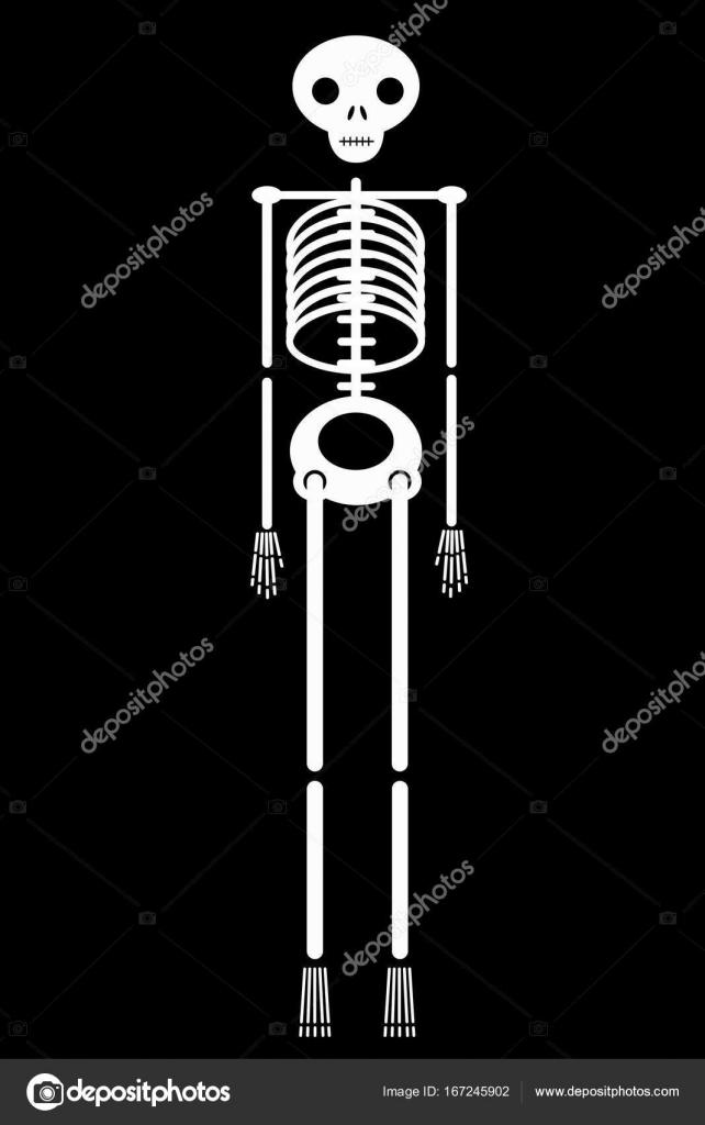White human skeleton isolated on black background vector Stock Vector ...