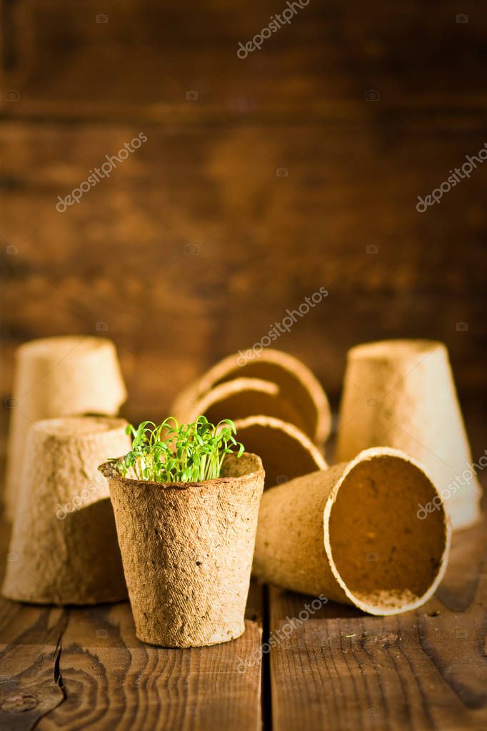Plántulas En Maceta Que Crecen En Macetas De Turba Biodegradables Sobre