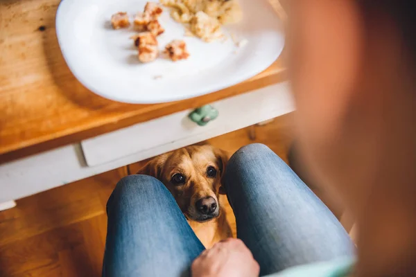 Dog under table Stock Photos, Royalty Free Dog under table Images ...