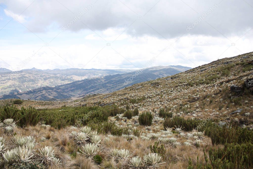 El paisaje de Sumapaz Paramo cerca de Bogot. Colombia, con planta ...