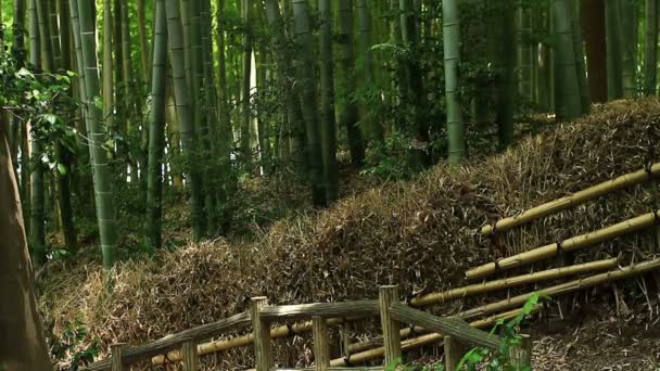 Bamboo Forest Takebayashi Park Tokyo Its Nature Location Tokyo Camera ...