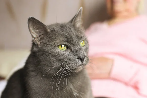 Grumpy cat Stock Photos, Royalty Free Grumpy cat Images | Depositphotos