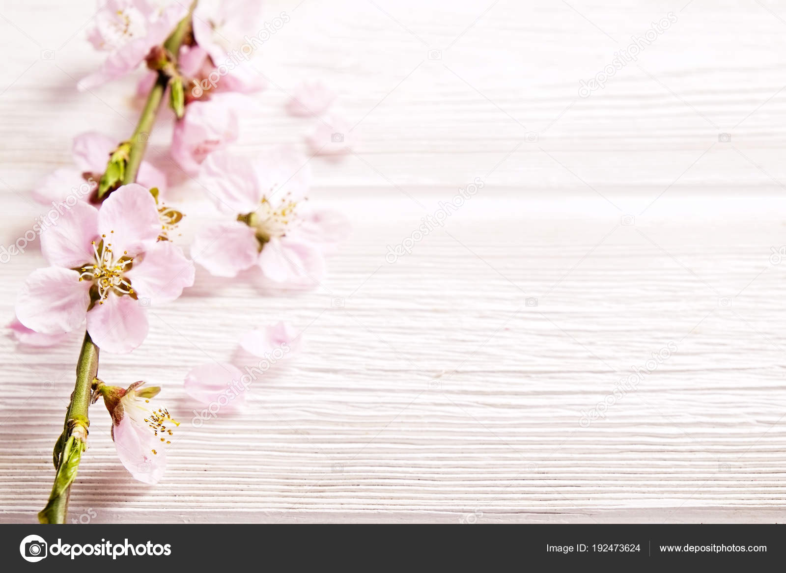 Beautiful spring composition with flowering blossoms on wooden ...