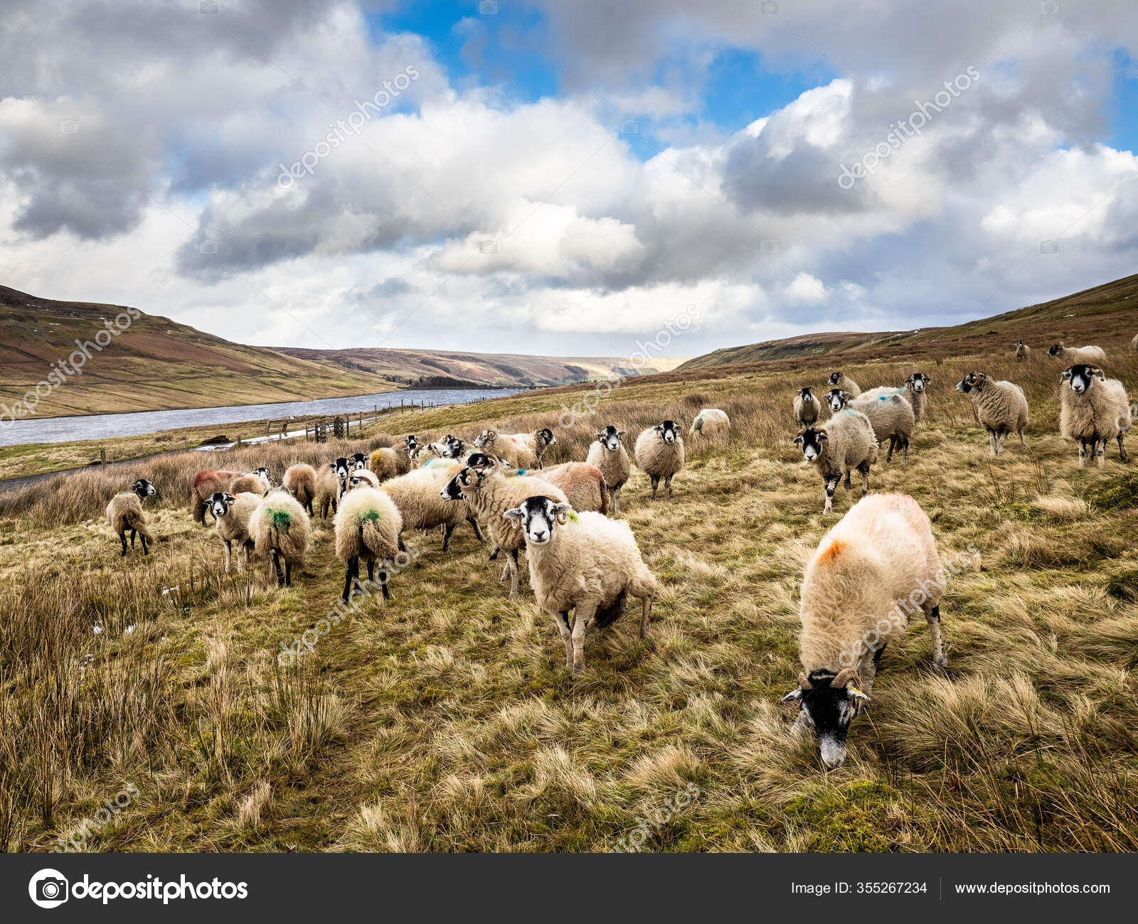 Swaledale Sheep Winter Next Reservoir Mountains Stock Photo by ...
