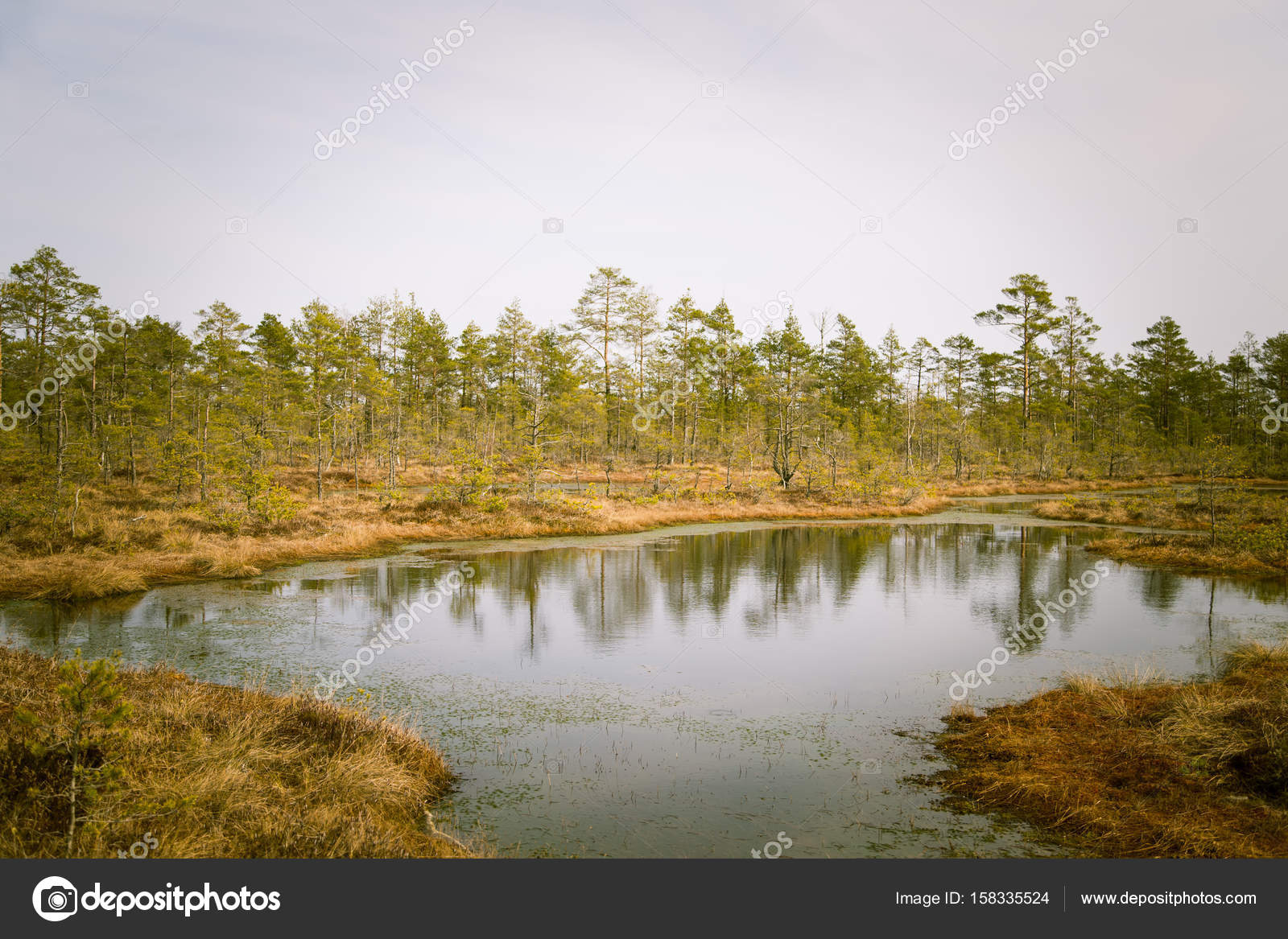 A beautiful early spring landscape of a marsh with a water ponds ...