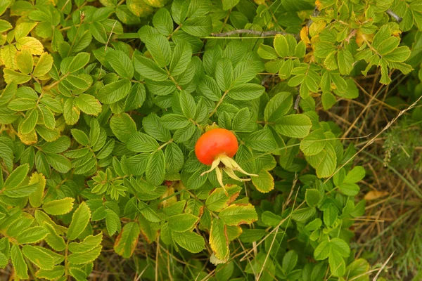 Beautiful wild rose fruits on a natural background in summer - Stock ...