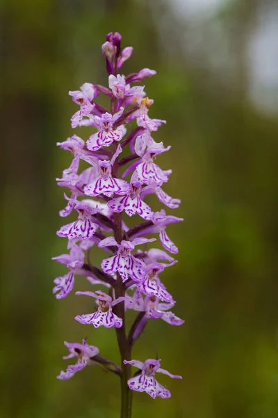 A beautiful rare pink wild orchid blossoming in the summer marsh ...