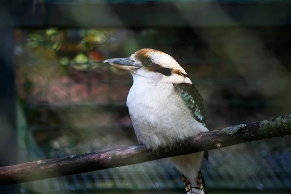 Kookaburra Stock Photos, Royalty Free Kookaburra Images | Depositphotos®