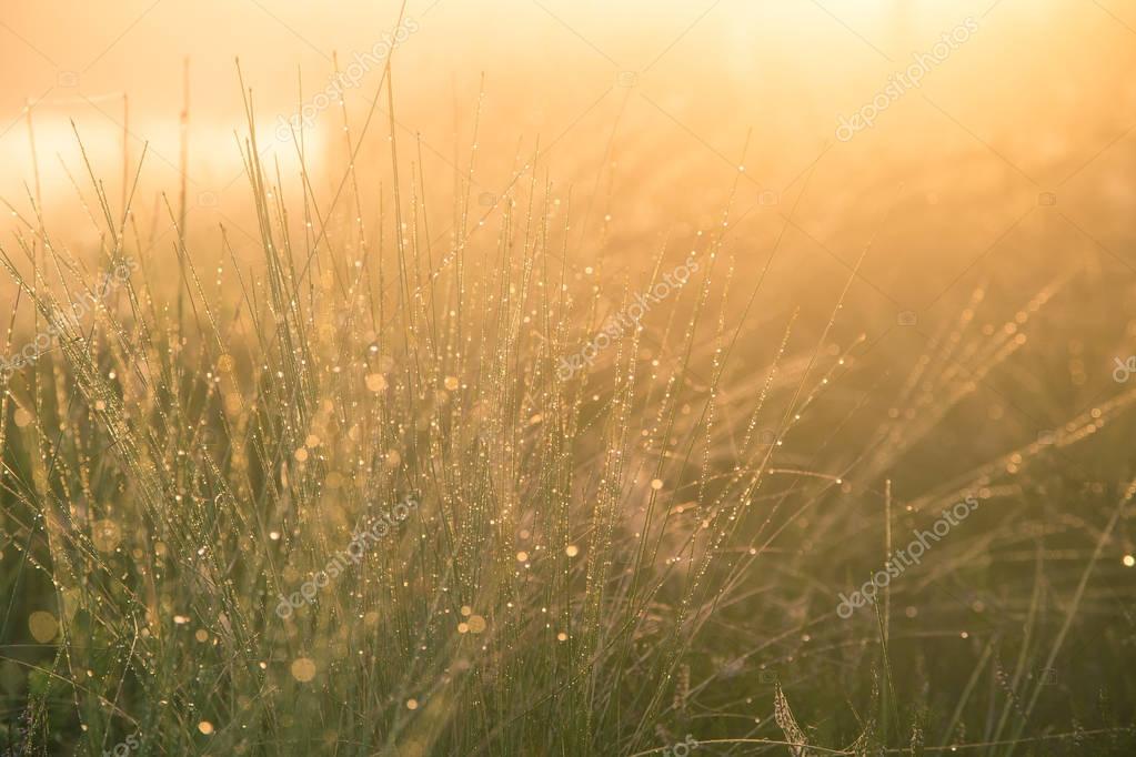 Un campo de hierba de juncia verde hermosa en la luz de la mañana ...