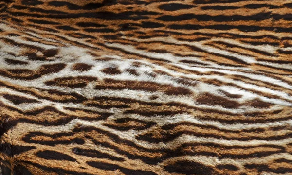 Ocelot fur coat Stock Photos, Royalty Free Ocelot fur coat Images ...