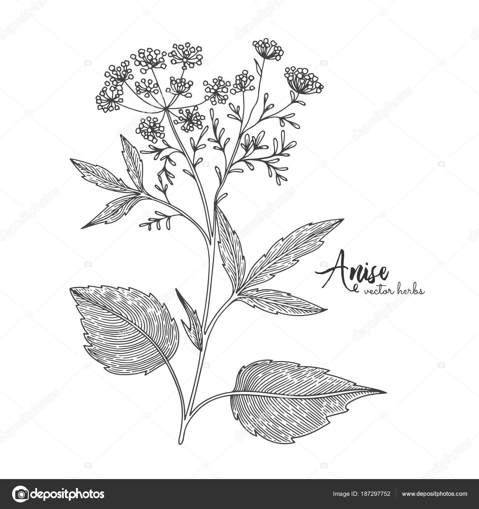 Anise isolated on white background. Herbal engraved style illustration ...