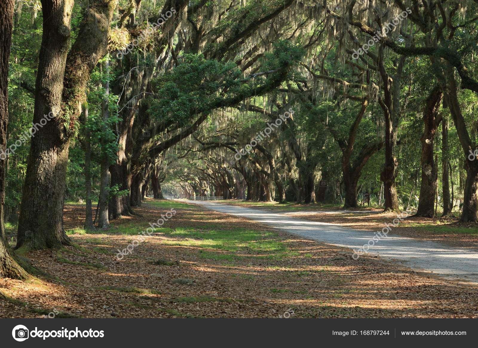 Oak Tree Lined Driveway