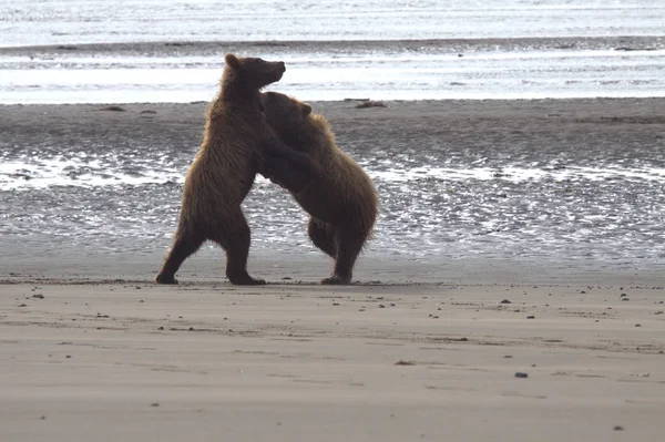 Imágenes de Los osos tienen cola, fotos de Los osos tienen cola sin ...