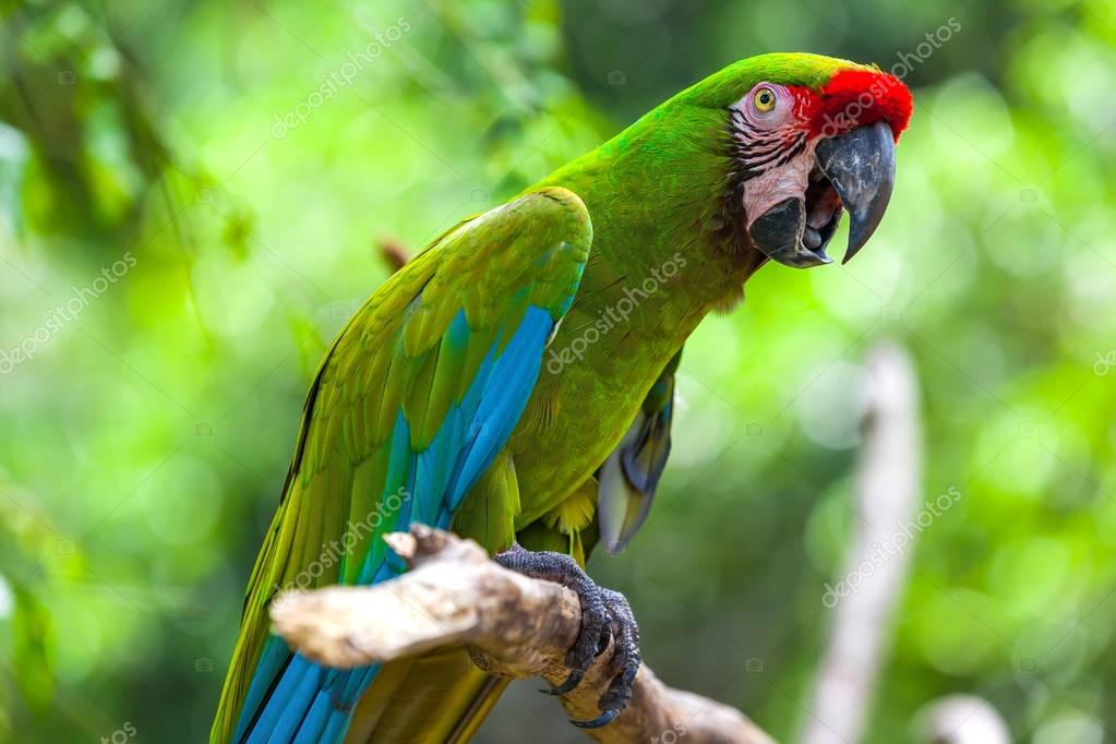 Un hermoso loro en el zoológico tropical de Ubud, Bali, Indonesia. 2024