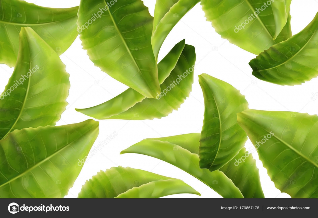 Tea leaf elements Stock Vector Image by ©MITstudio #170857176