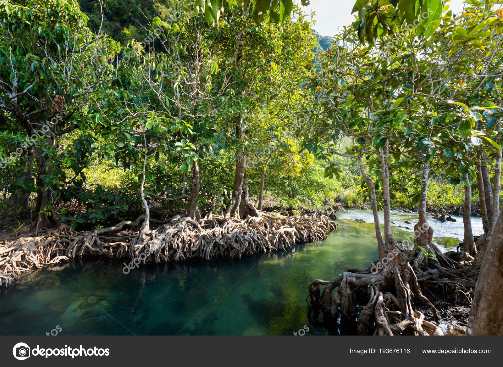 Krabi Tha Pom mangrove reserve Stock Photo by ©annabieniek 193676116