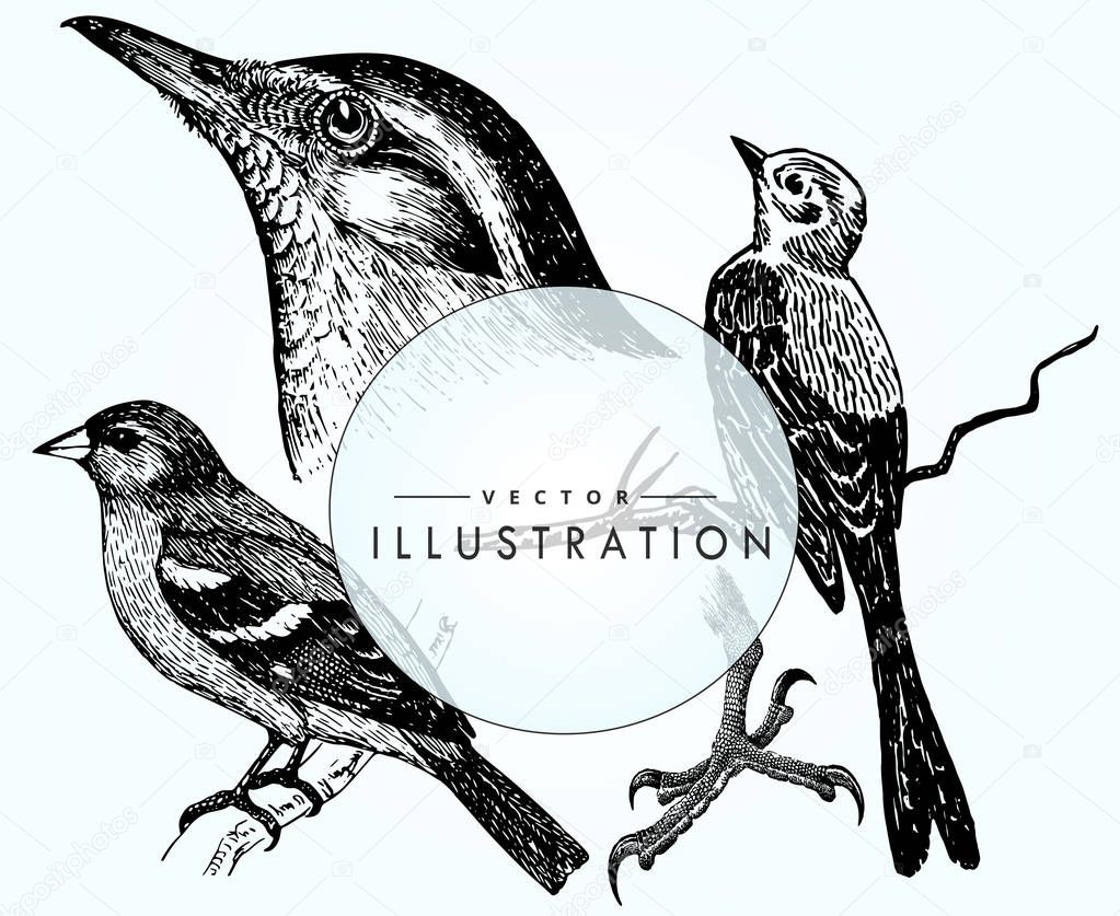 establecer ornitolog a de las aves. El bosquejo realista de los p jaros - el p jaro carpintero ...