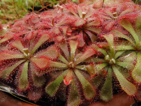 Imagens de Cacto venenoso sem royalties | Depositphotos