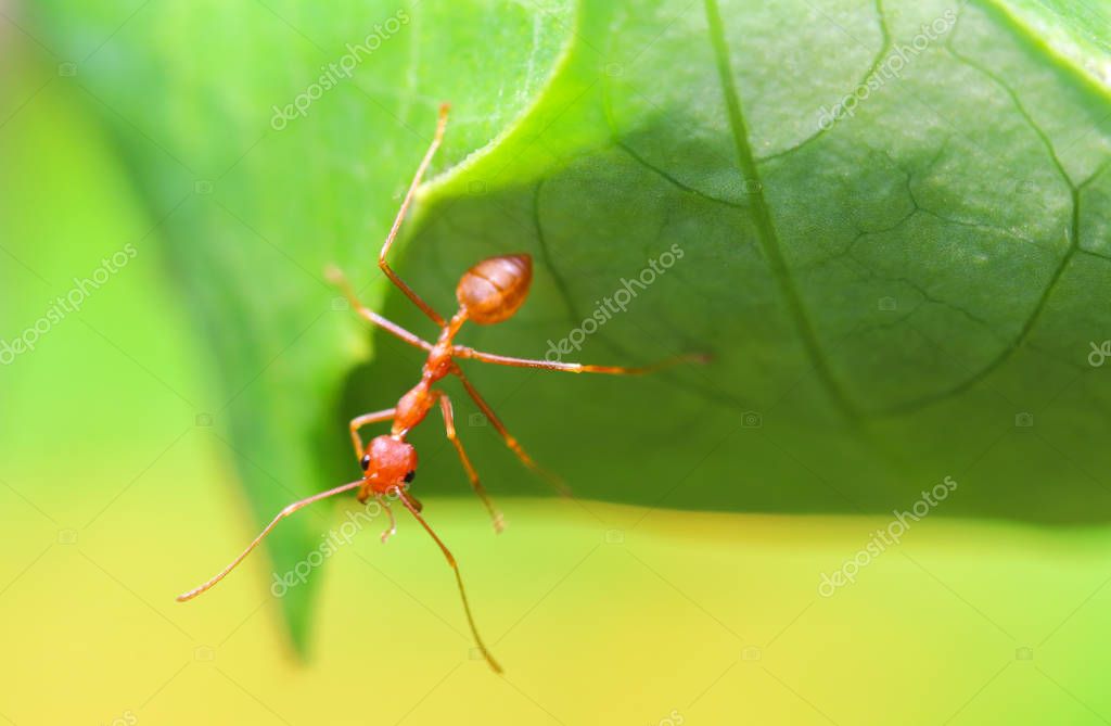 Las hormigas, hormigas o hormigas se encuentran fácilmente en Asia ...