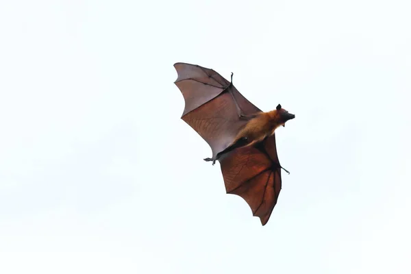 Bat flying Images - Search Images on Everypixel