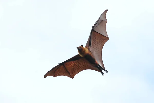 Bat flying Images - Search Images on Everypixel