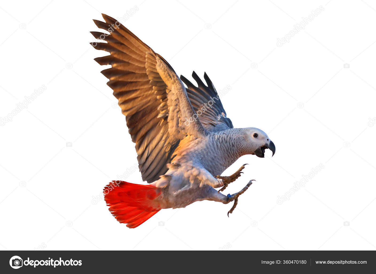 African Gray Parrot Flying Isolated White Stock Photo by ©Passakorn211 ...