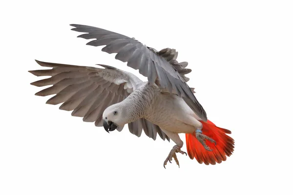 African Gray Parrot Flying Isolated White Stock Photo by ©Passakorn211 ...