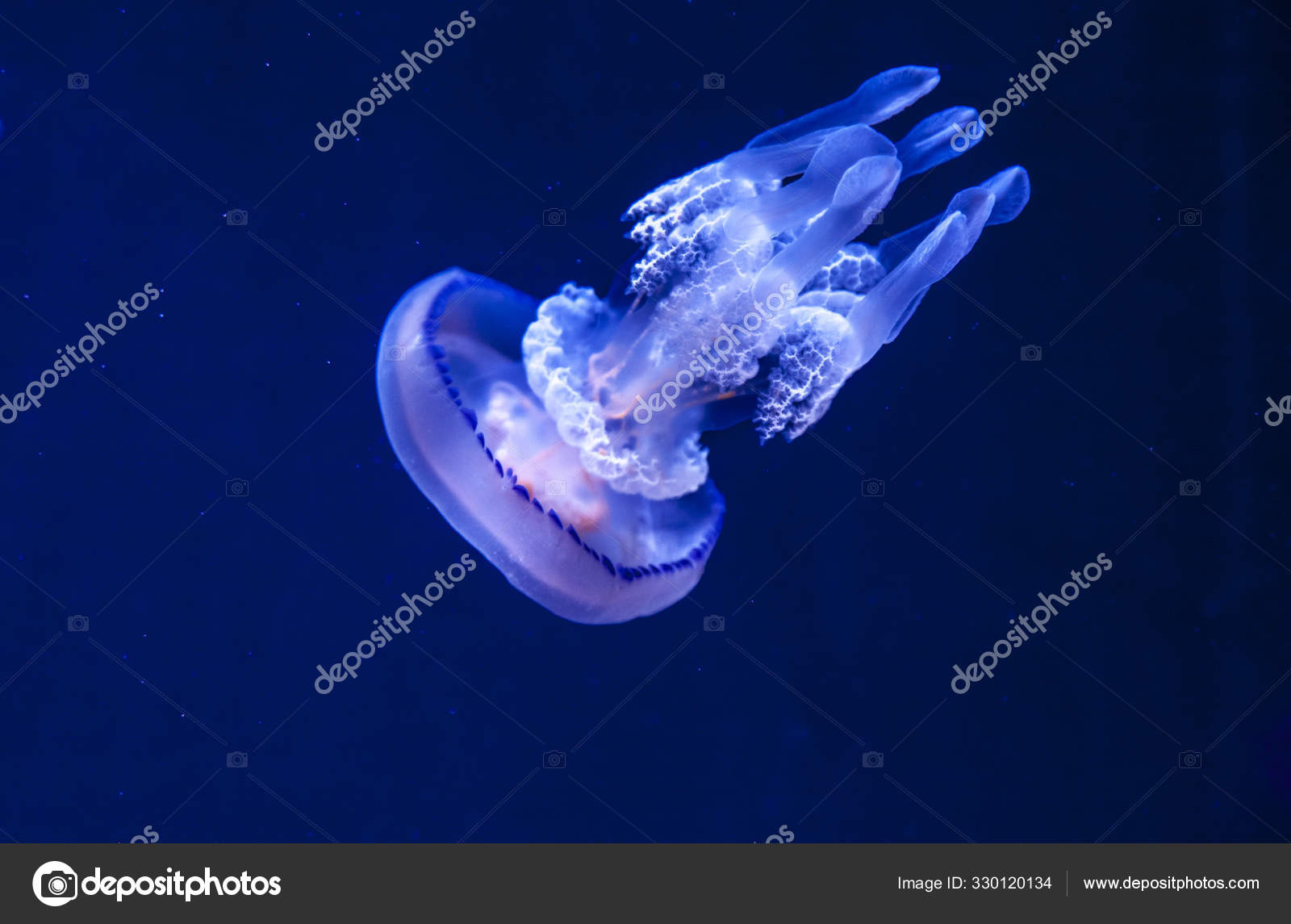 Rhizostoma pulmo Jellyfish with ravines. Free-floating aquatic a Stock ...