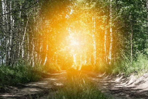 Way in deep forest ⬇ Stock Photo, Image by © Iakov #10482678