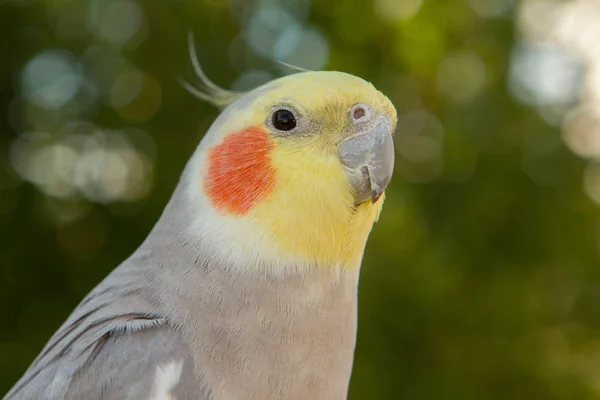 Nimfa papagáj — Stock Fotó © Zhelya #1159653