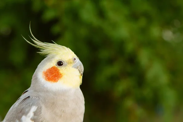 Fotos de Nimfa parrot, Imagens de Nimfa parrot sem royalties ...