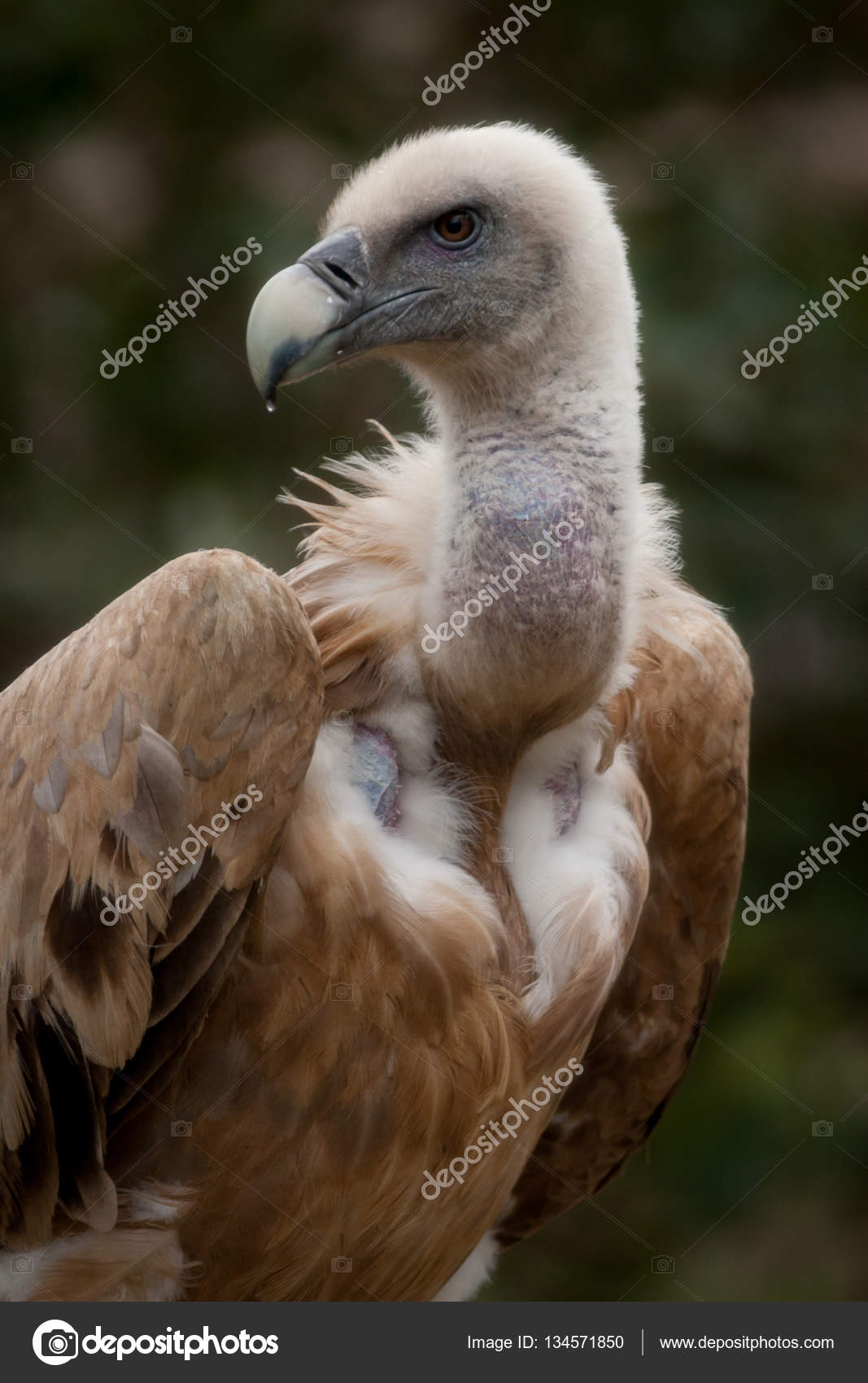 Young vulture in nature Stock Photo by ©Gelpi 134571850