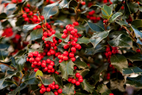 Branch with red berries — Stock Photo © Gelpi #160762304