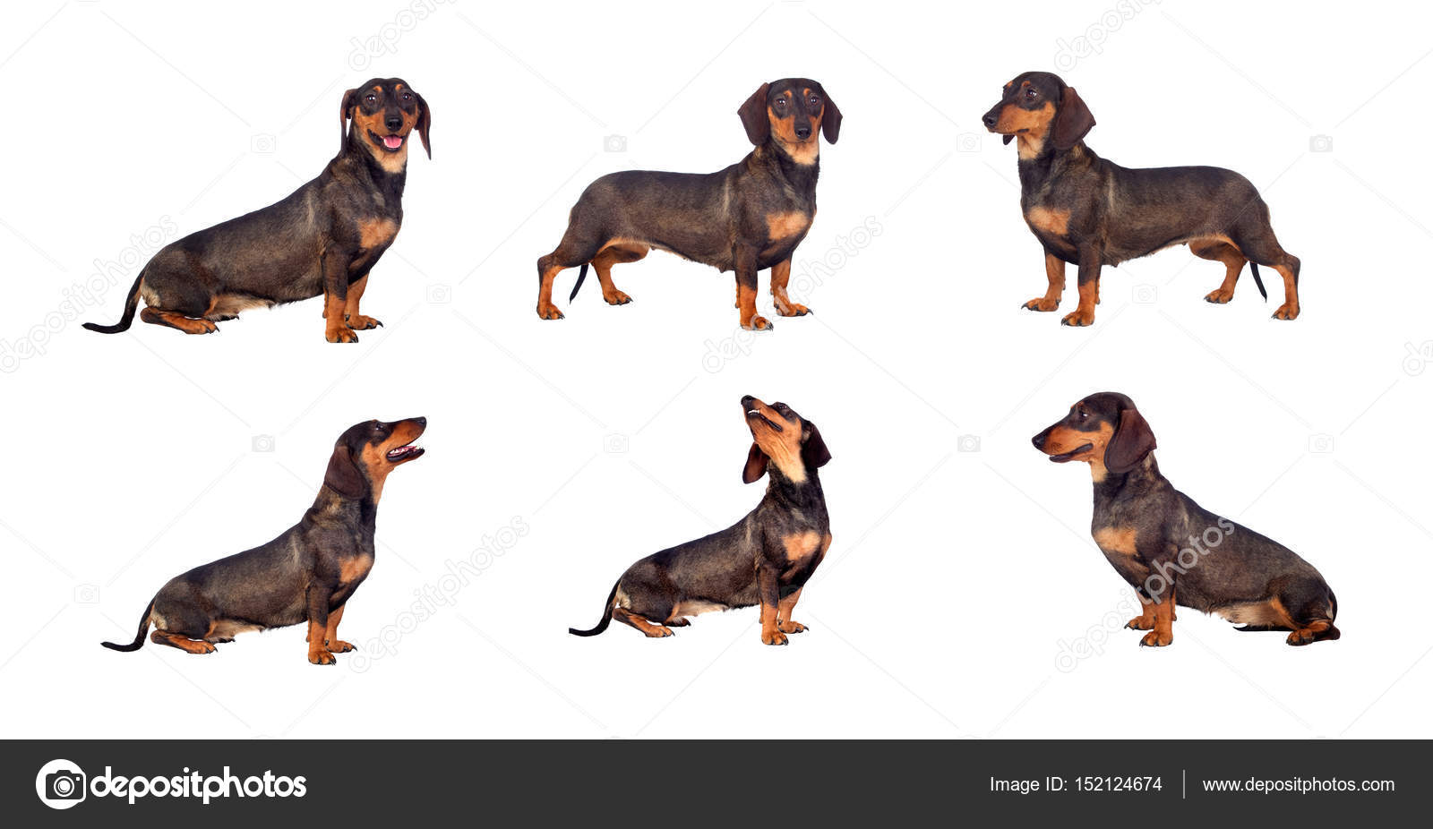 Collage of cute dog Stock Photo by ©Gelpi 152124674