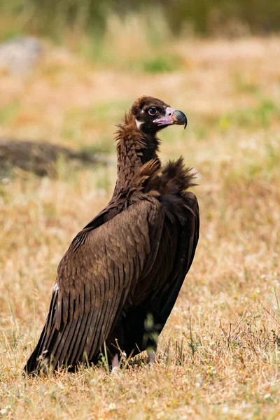 Wild Big Vulture Natural Habitat Stock Photo by ©Gelpi 177623798