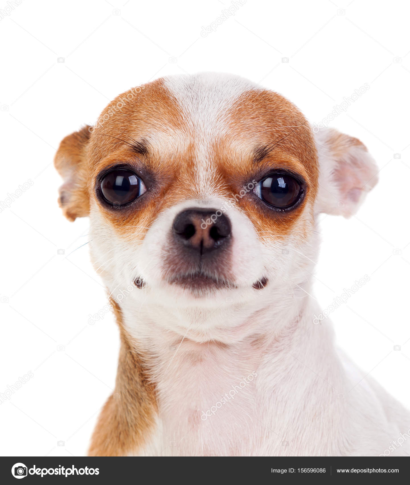 Cute chihuahua dog Stock Photo by ©Gelpi 156596086 Cute chihuahua dog Stock Photo by ©Gelpi 156596086