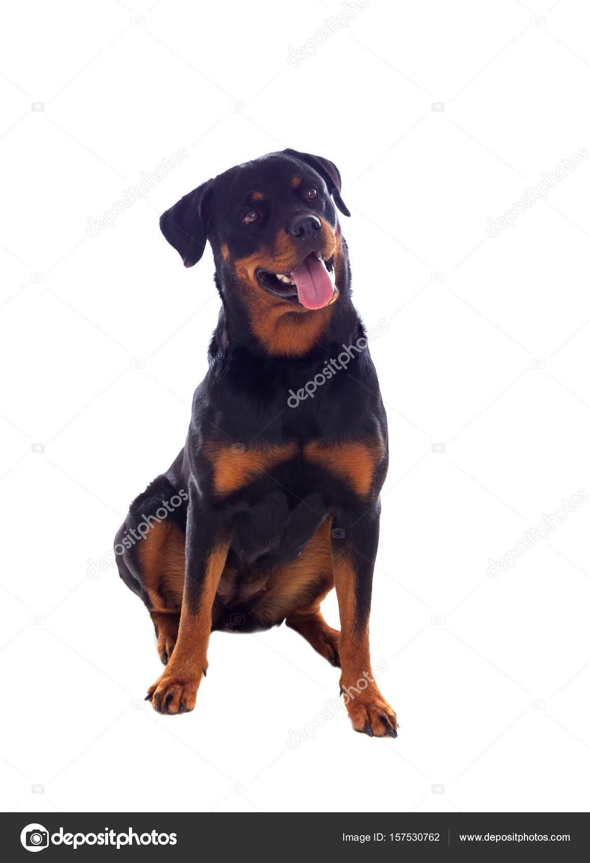 Adult Rottweiler dog Stock Photo by ©Gelpi 157530762
