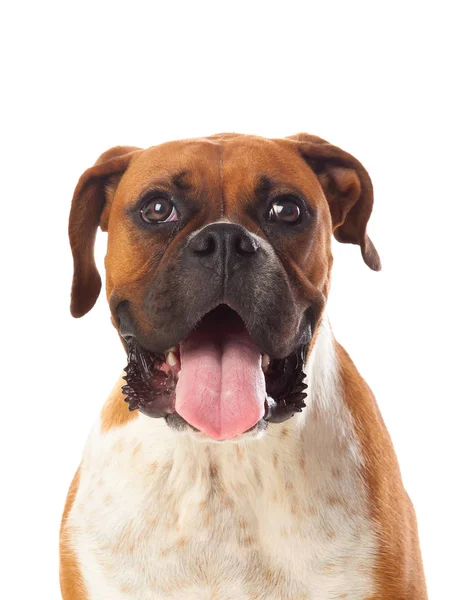Beautiful Boxer dog — Stock Photo © Gelpi #13576069