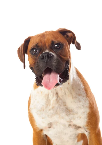 Beautiful Boxer dog — Stock Photo © Gelpi #13576069